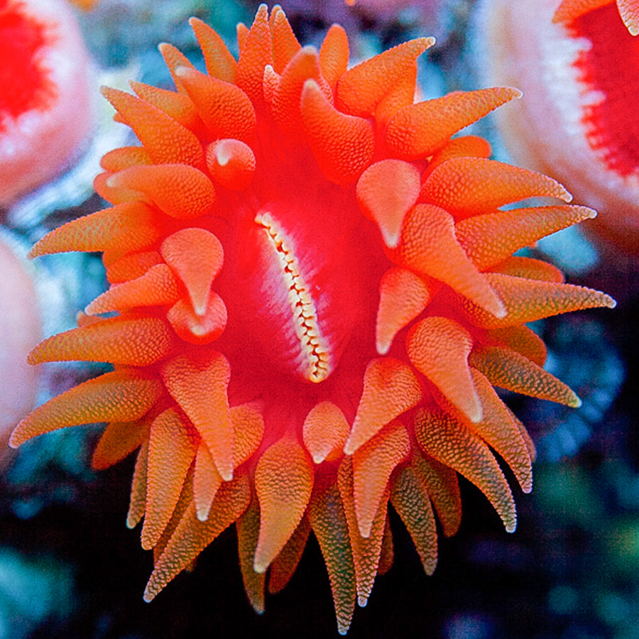 MISC. – Golden State Corals