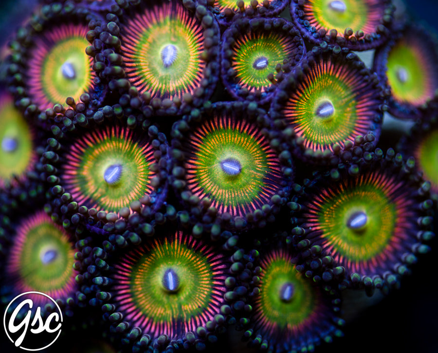 Zoanthids – Golden State Corals