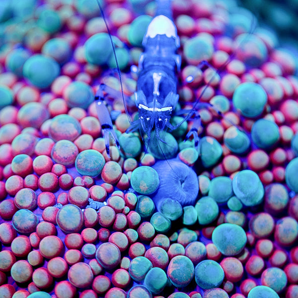 Soft Corals – Golden State Corals
