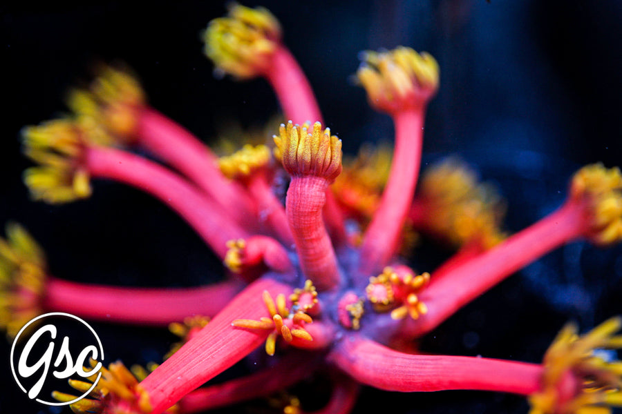 Goniopora + Alveopora – Golden State Corals