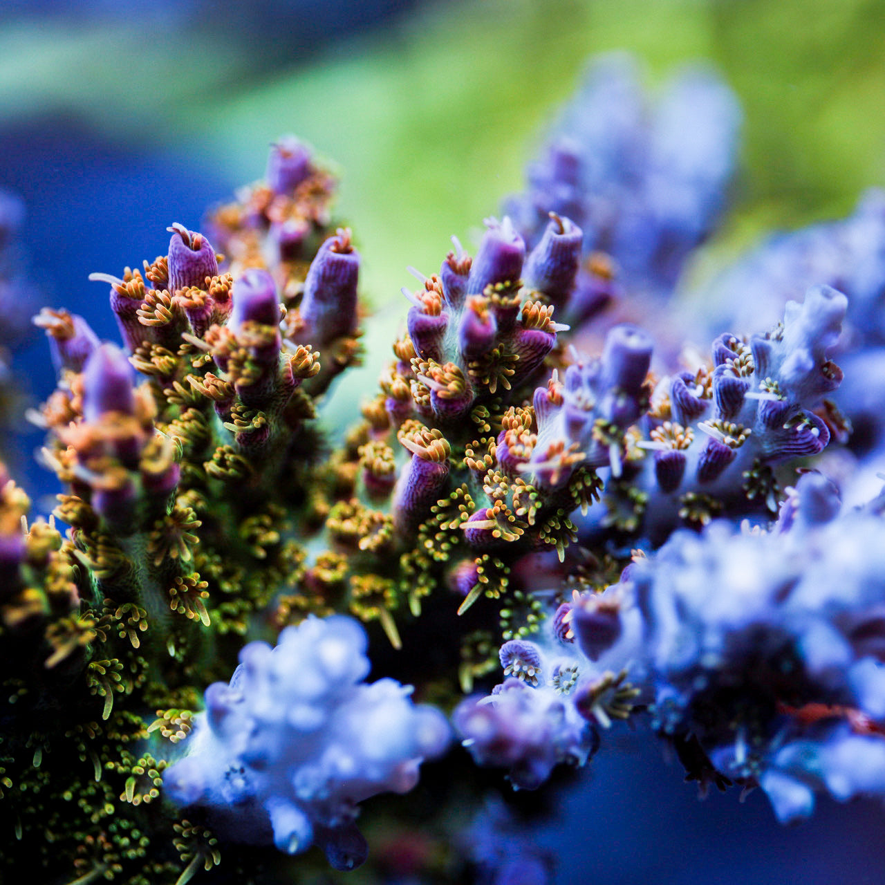 Acropora – Golden State Corals