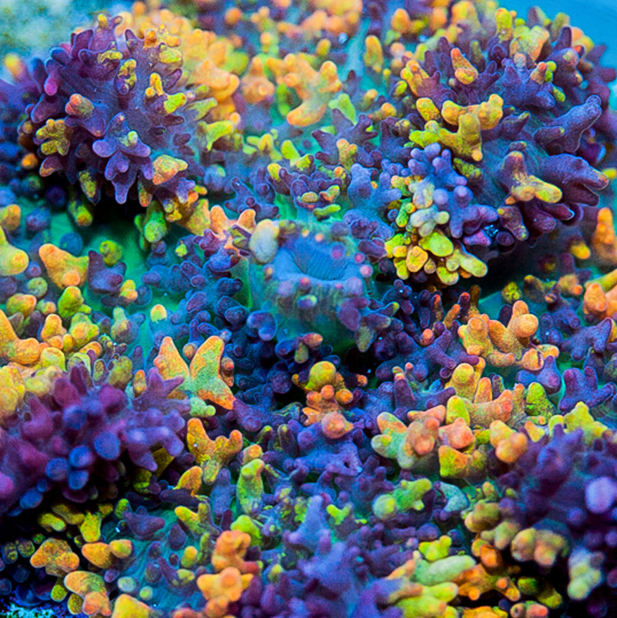 Mushrooms – Golden State Corals