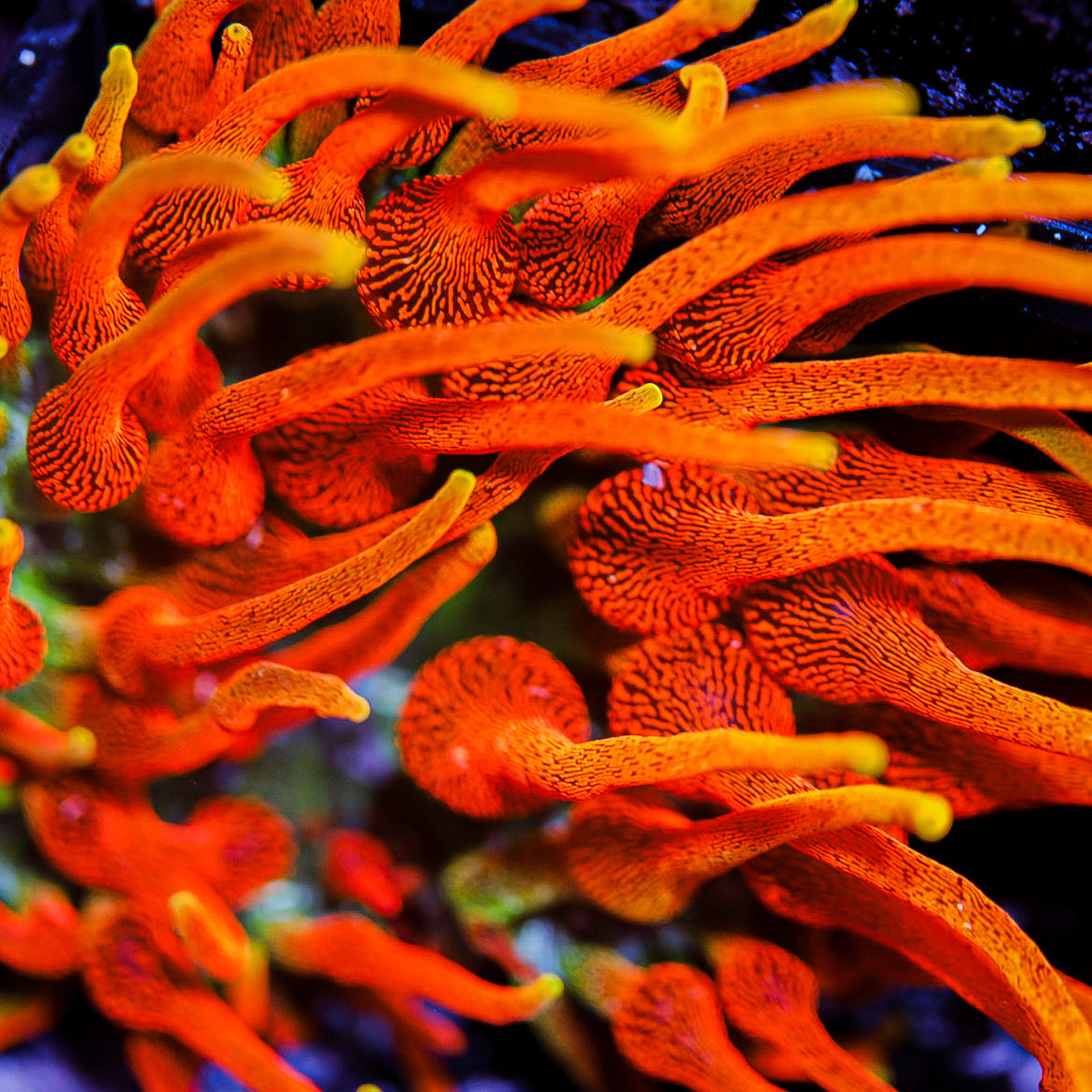 Anemones – Golden State Corals