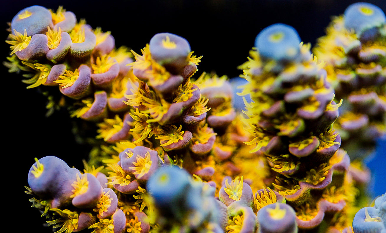 Golden State Corals - Premium Aquacultured Corals