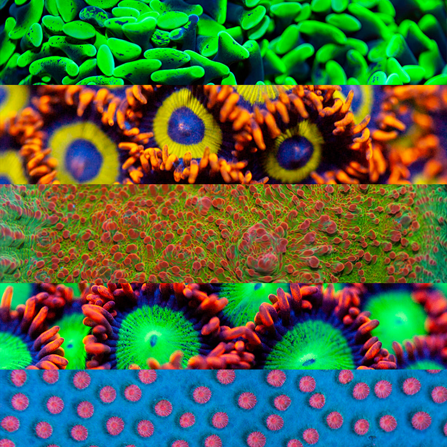 Frag Packs – Golden State Corals
