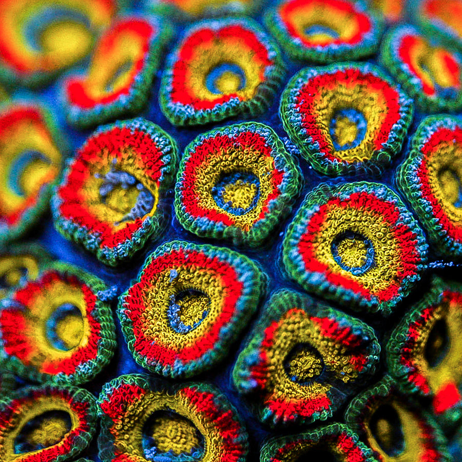 Micromussa – Golden State Corals