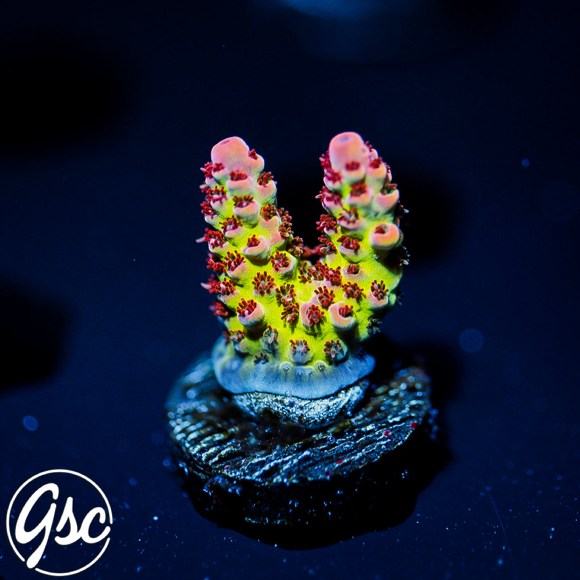 TSA Princess Peach Acro #3 – Golden State Corals