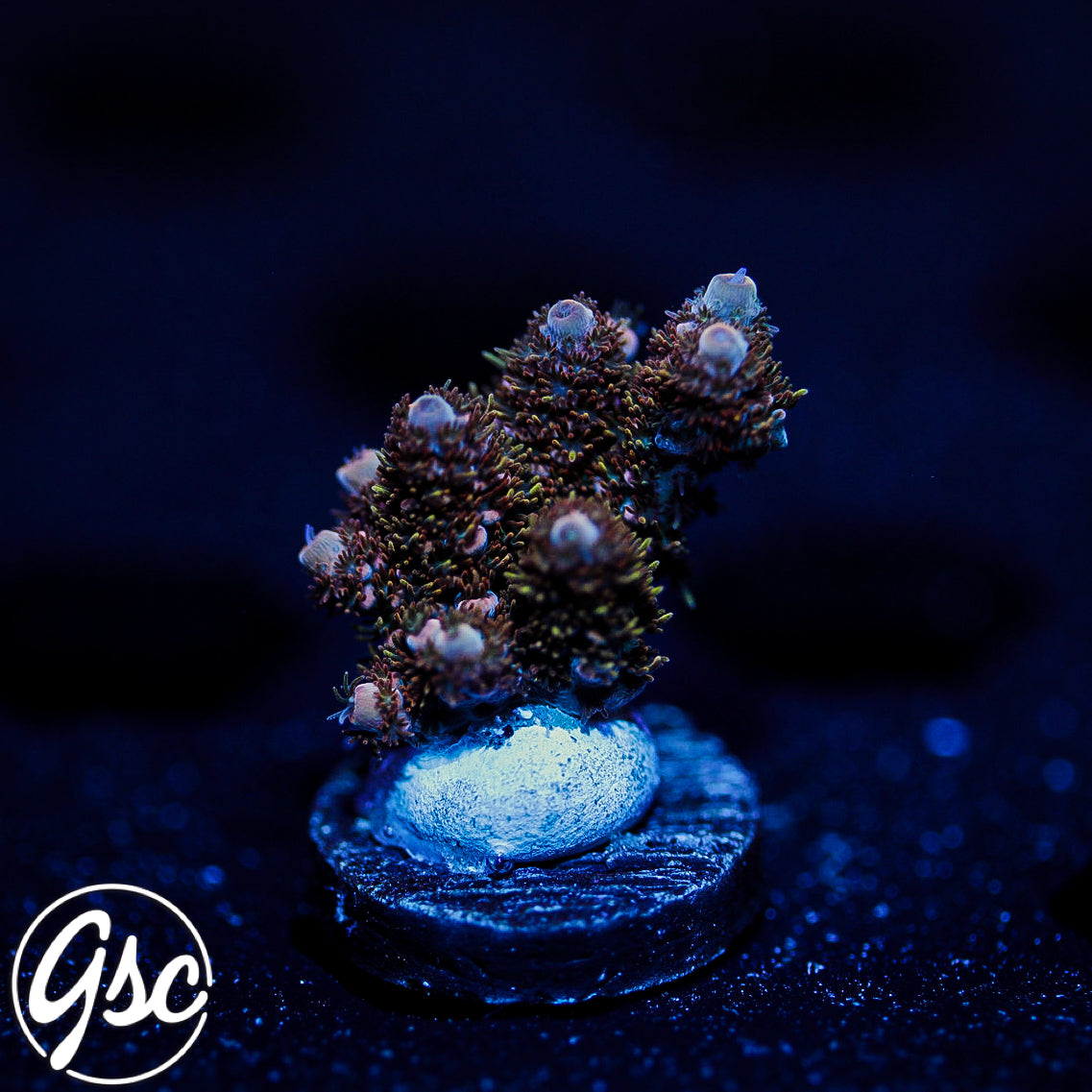 TSA Day Dream Acro #1 – Golden State Corals