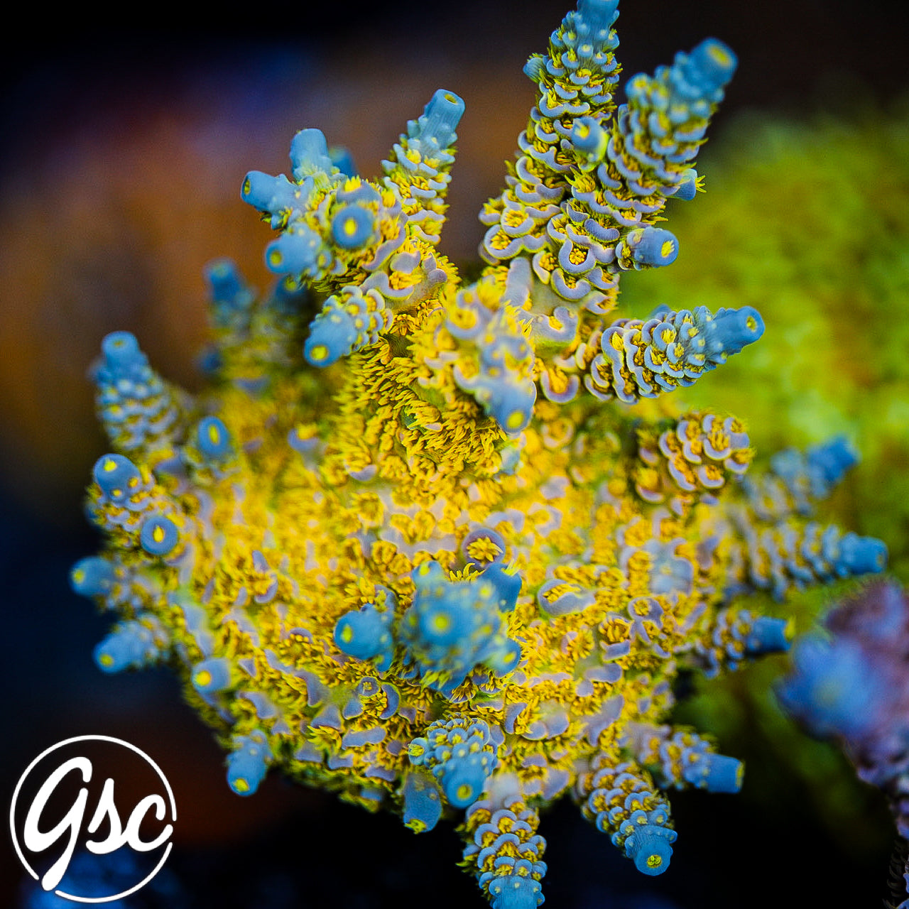 GSC Walt Disney Tenuis – Golden State Corals