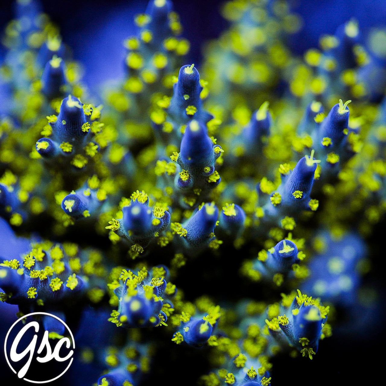 Garf Bonsai Acropora – Golden State Corals