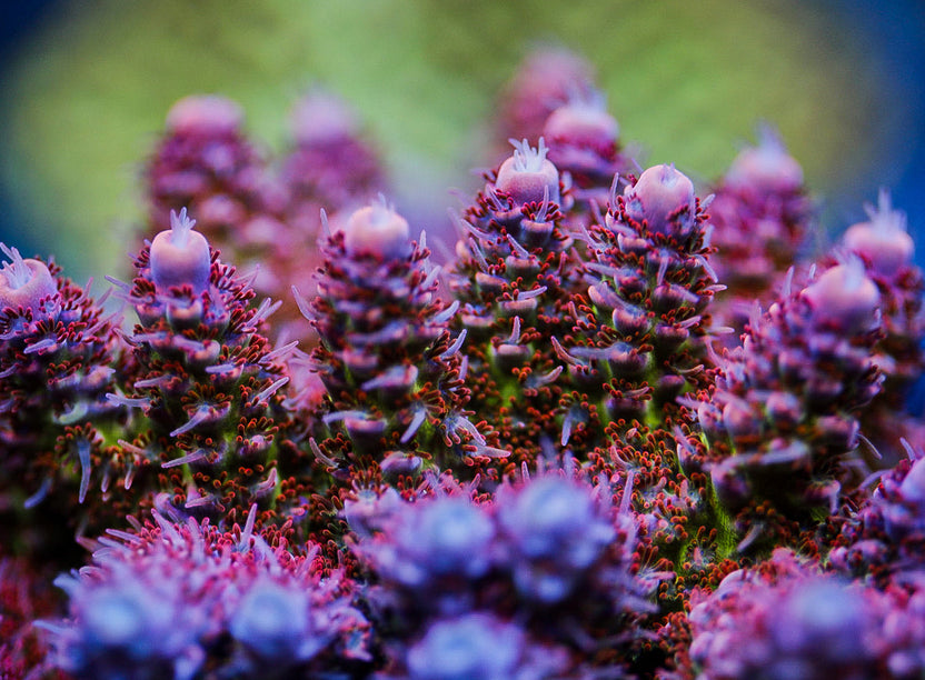Acropora – Golden State Corals