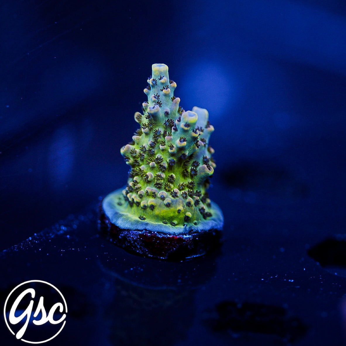 GSC Spirit Bomb Acro #3 (Re-Release) – Golden State Corals