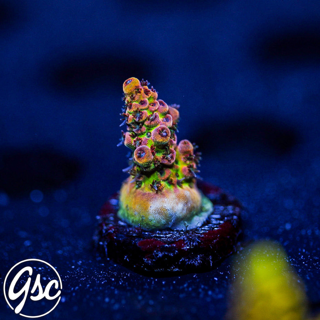 TSA Four Loko Acro #4 – Golden State Corals