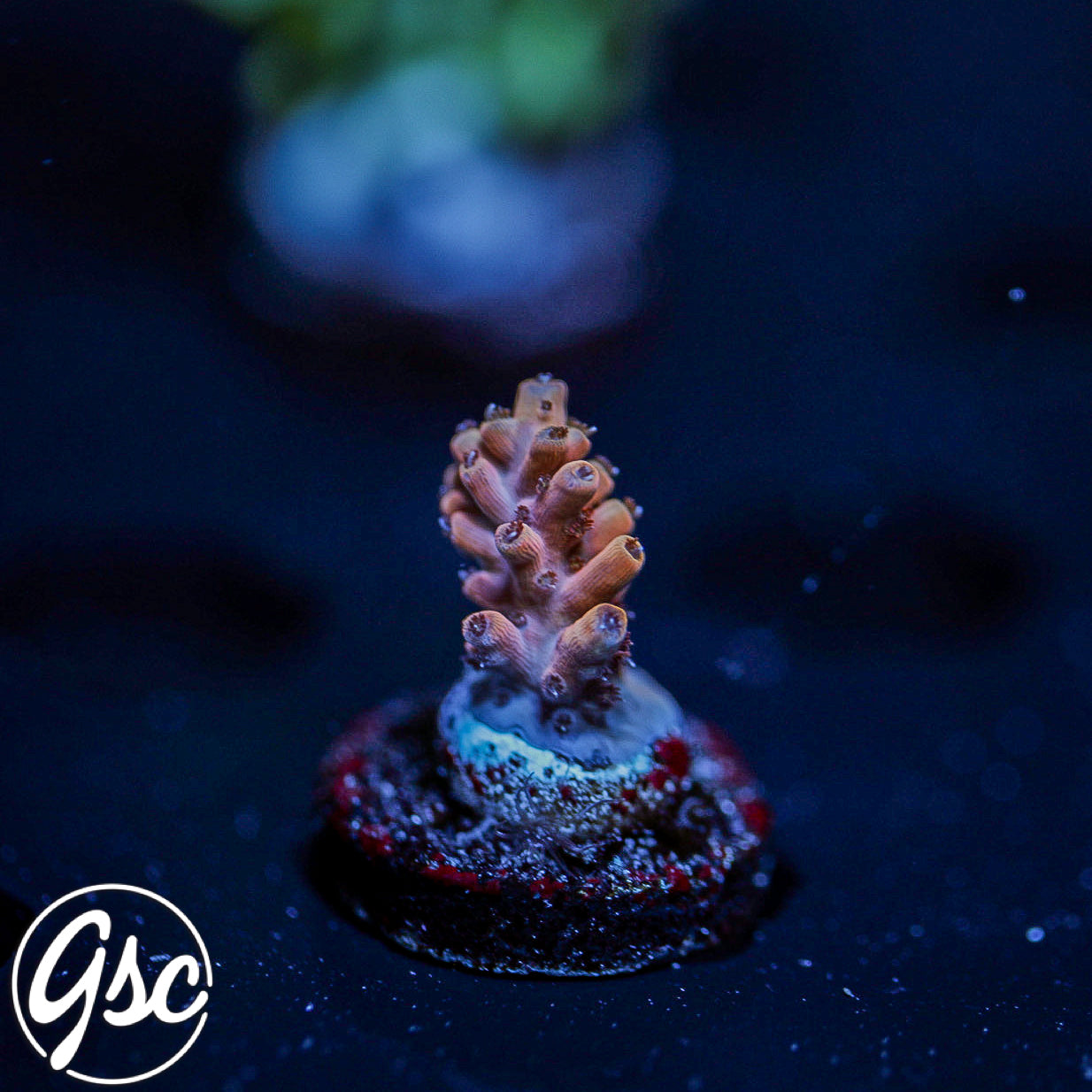 TSA Flower Bomb Acro #2 – Golden State Corals