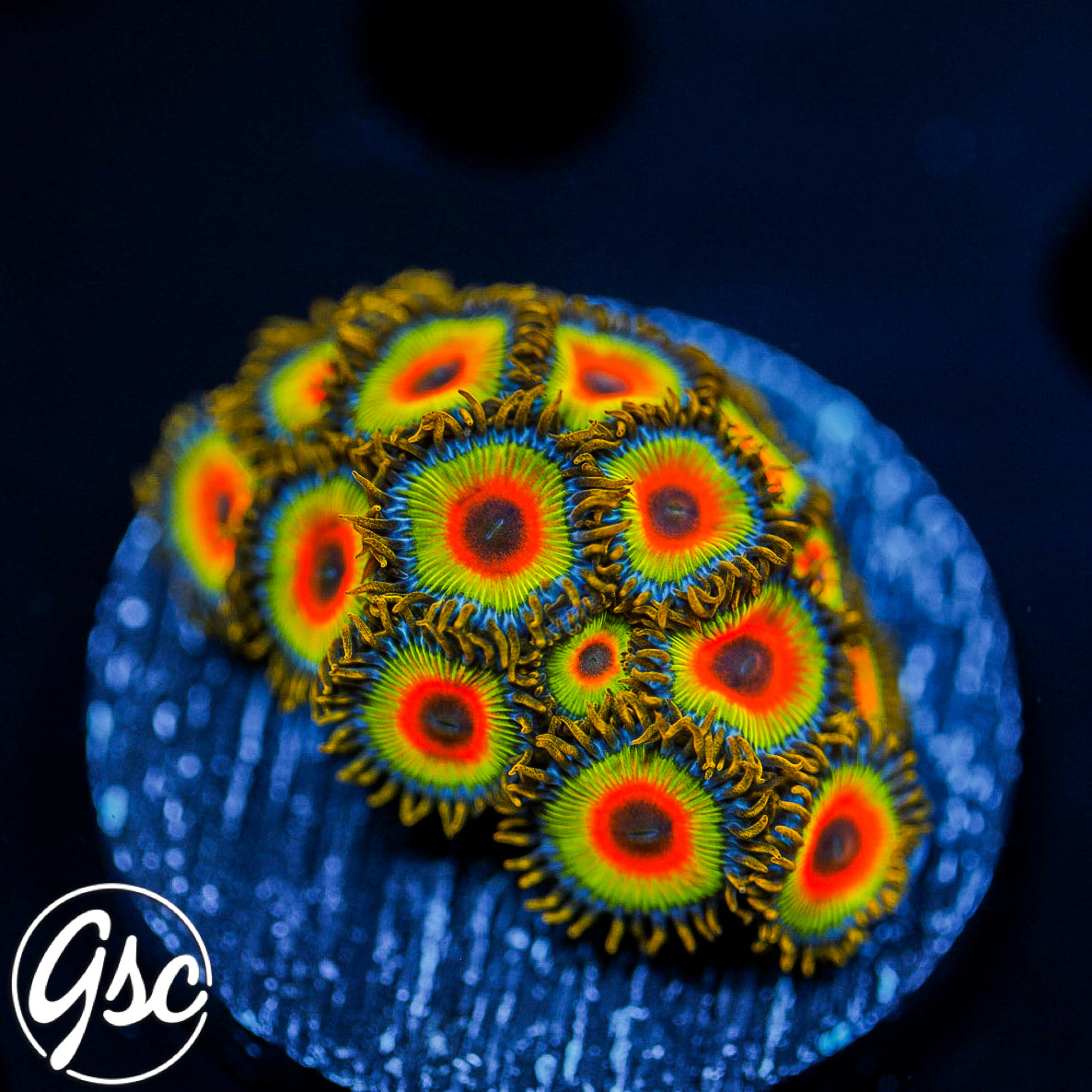 Golden State Corals - Premium Aquacultured Corals