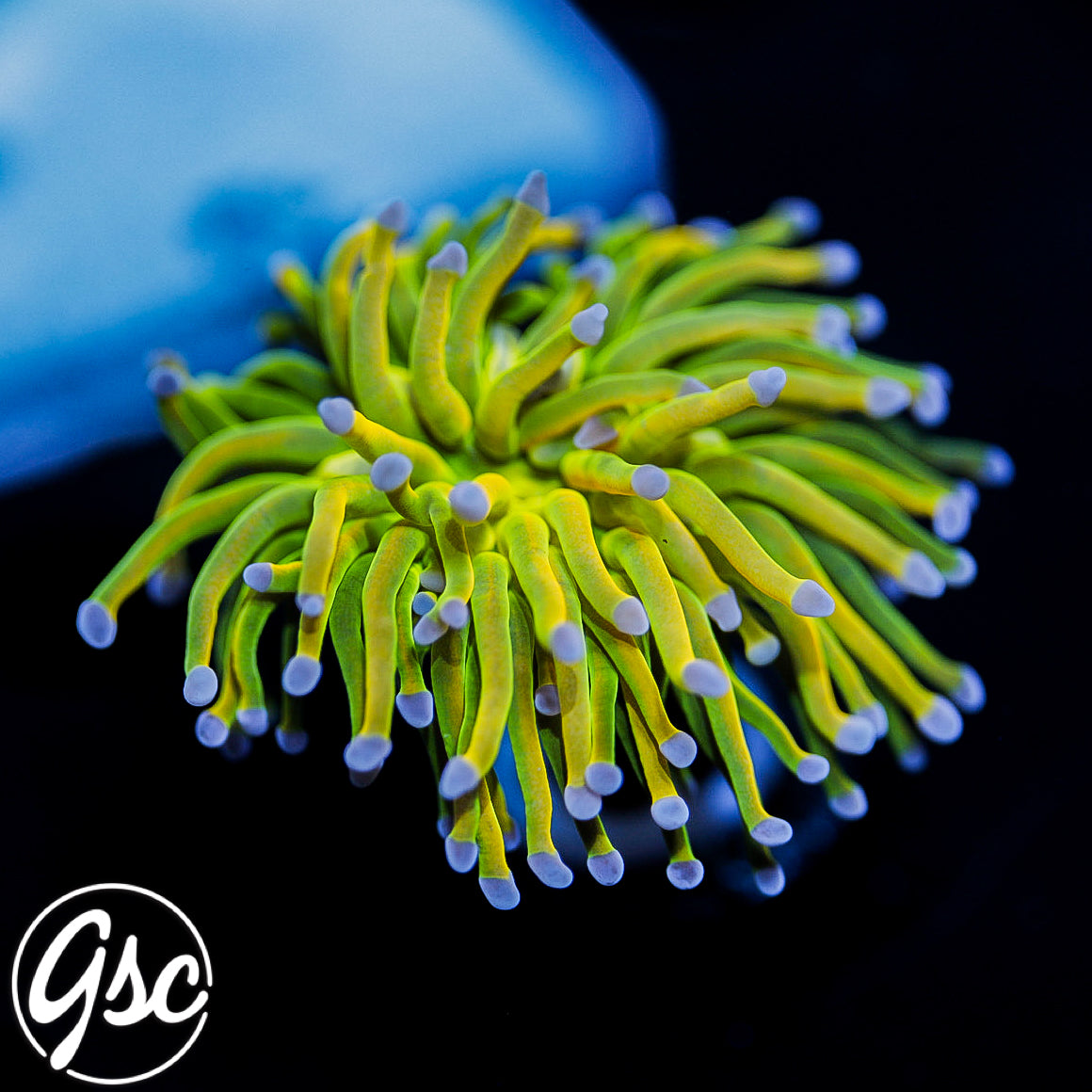 Golden State Corals - Premium Aquacultured Corals