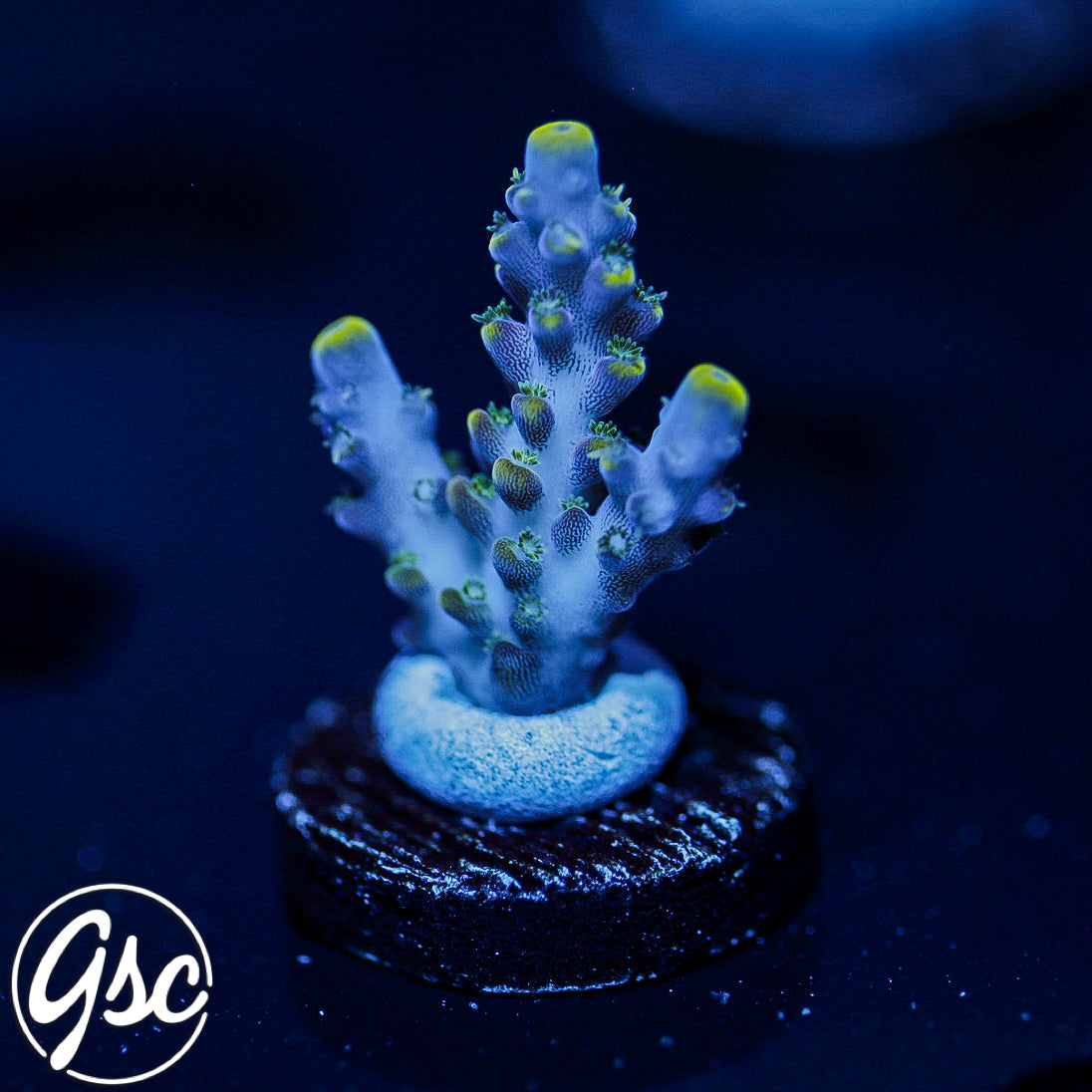 TSA Bollywood Acro #3 – Golden State Corals