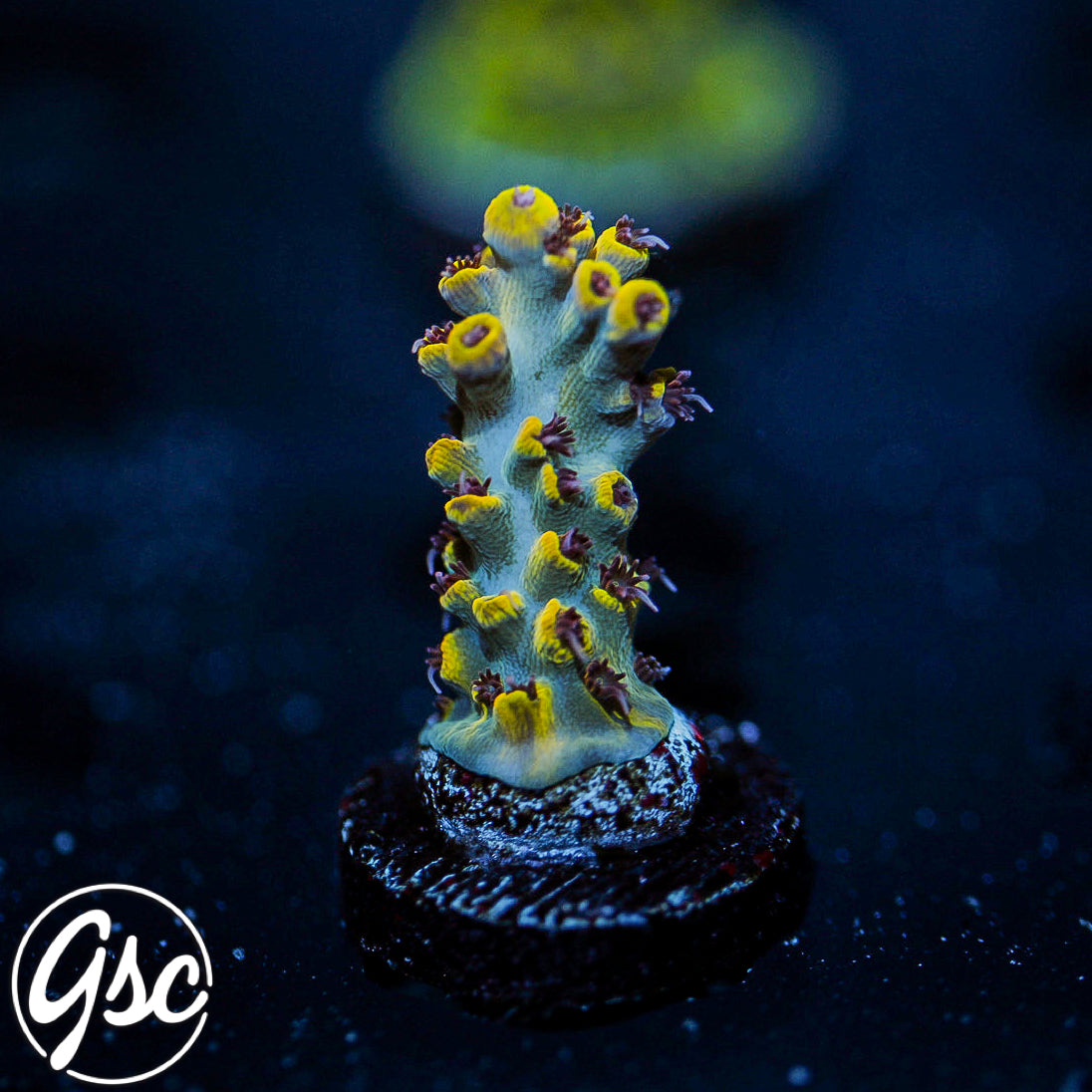 RR Pink Floyd Acro #1 – Golden State Corals