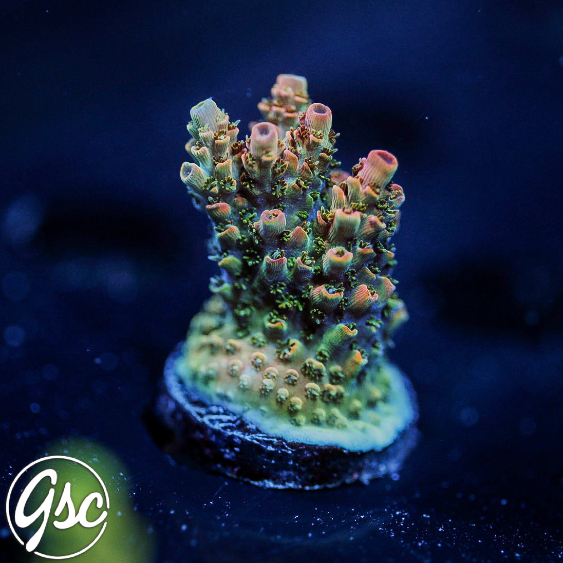TSA Bill Murray Acro #1 – Golden State Corals