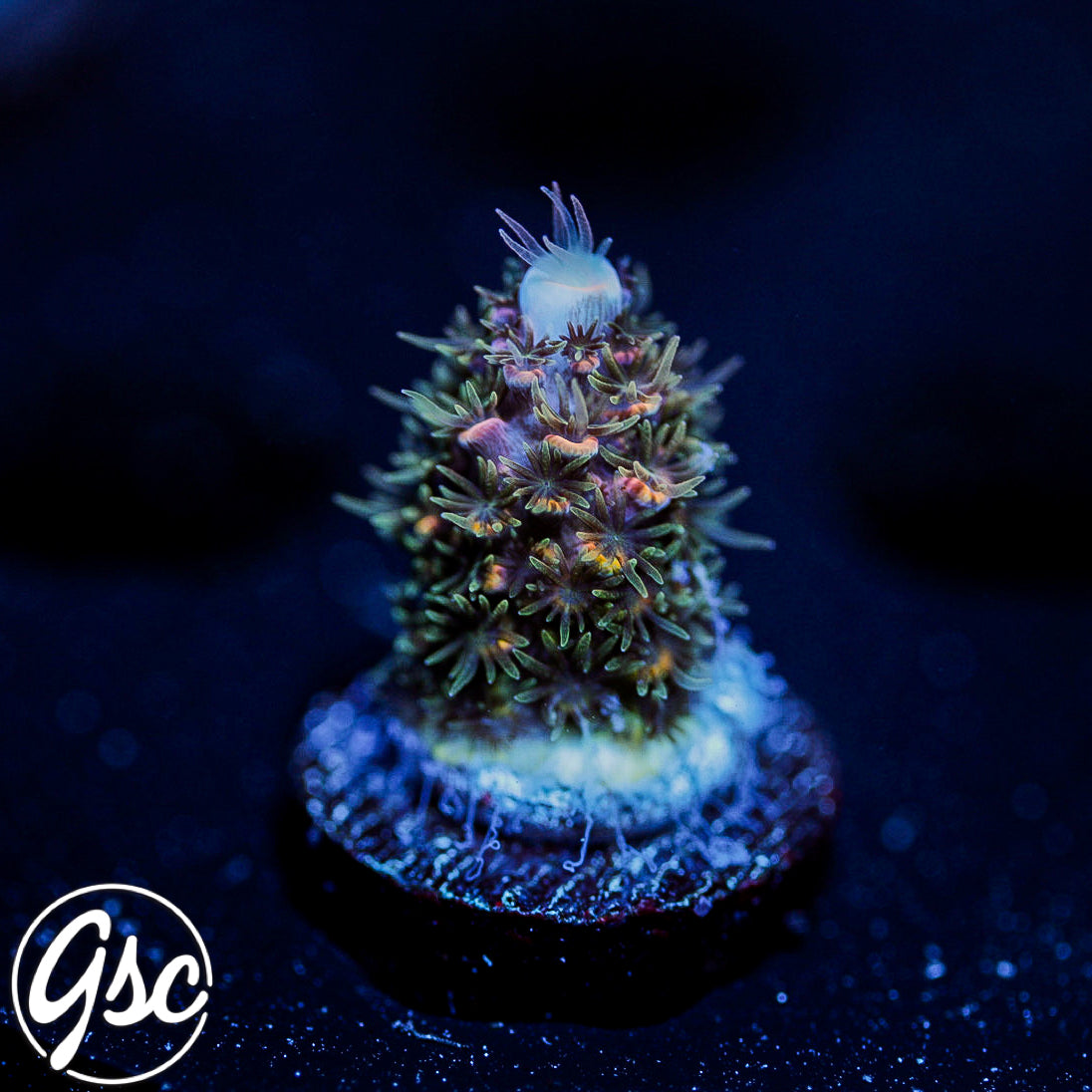 Hugos Rainbow Stag Acro #3 – Golden State Corals