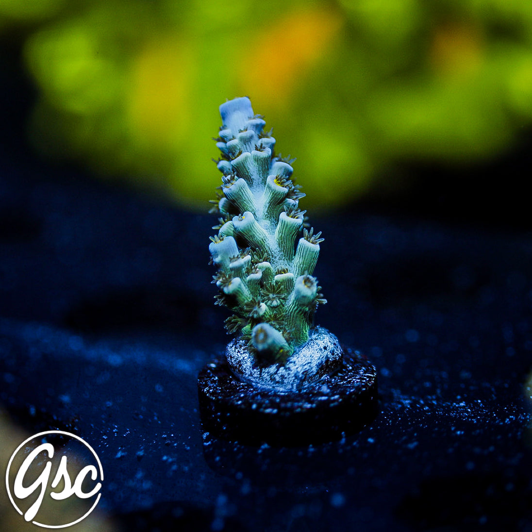 MattV Time Machine Acro #2 (Tenuis) – Golden State Corals