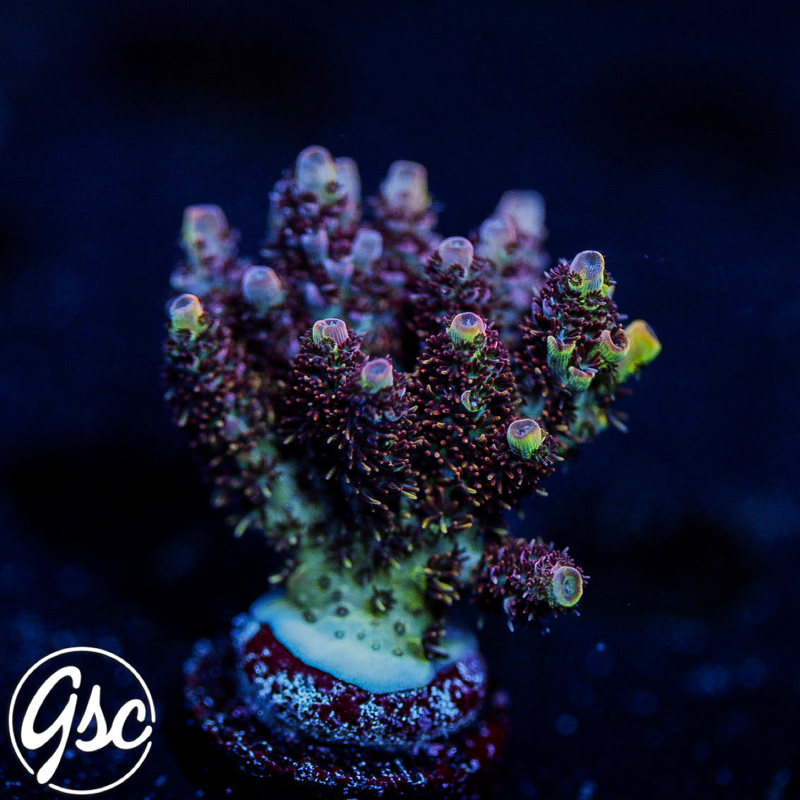 Golden State Corals - Premium Aquacultured Corals