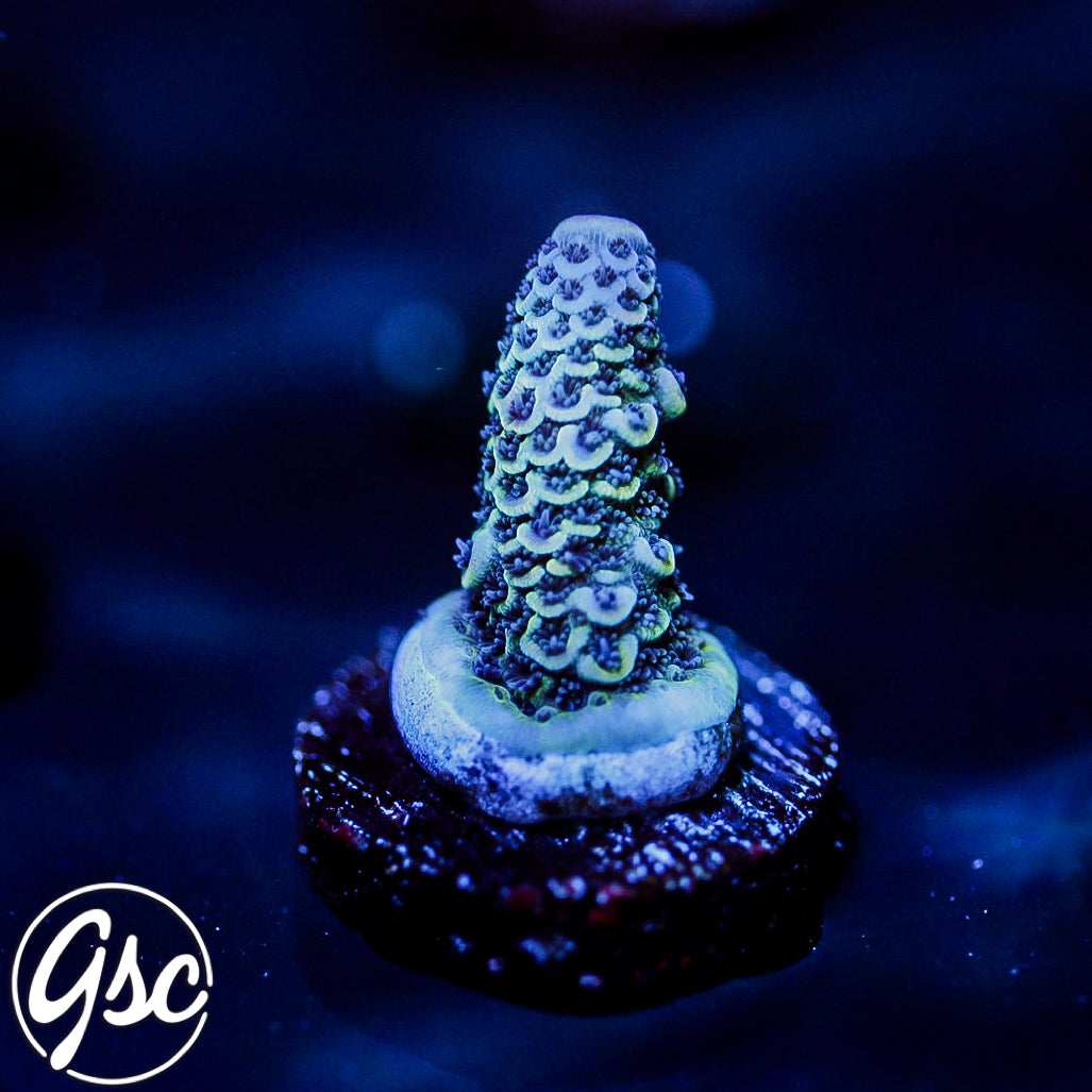 Raising Reefs Blue Flame Acro #2 – Golden State Corals