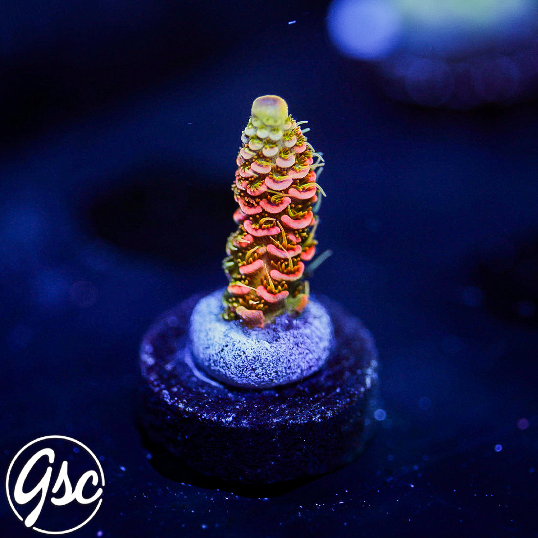 ASD Rainbow Millie Acro #2 – Golden State Corals