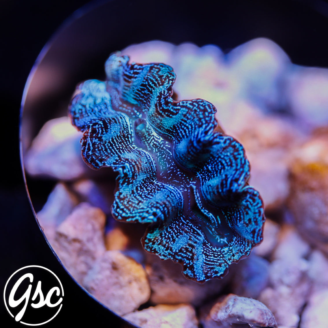 Ultra Blue Crocea Clam #2 (2" Cultured) – Golden State Corals