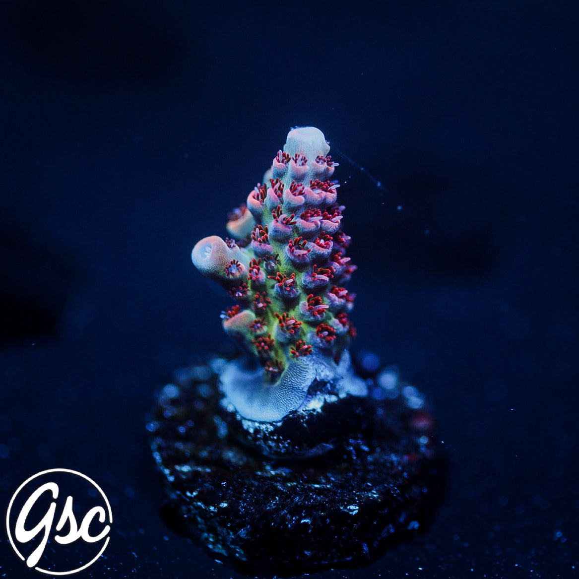 TSA Princess Peach Acro #1 – Golden State Corals