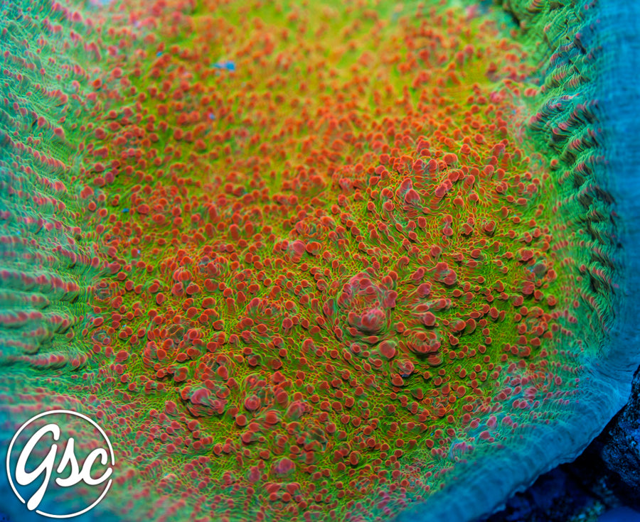 GSC Livid Chalice – Golden State Corals