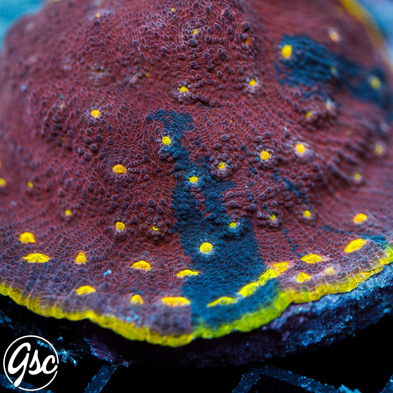 Coral Cellar – Golden State Corals