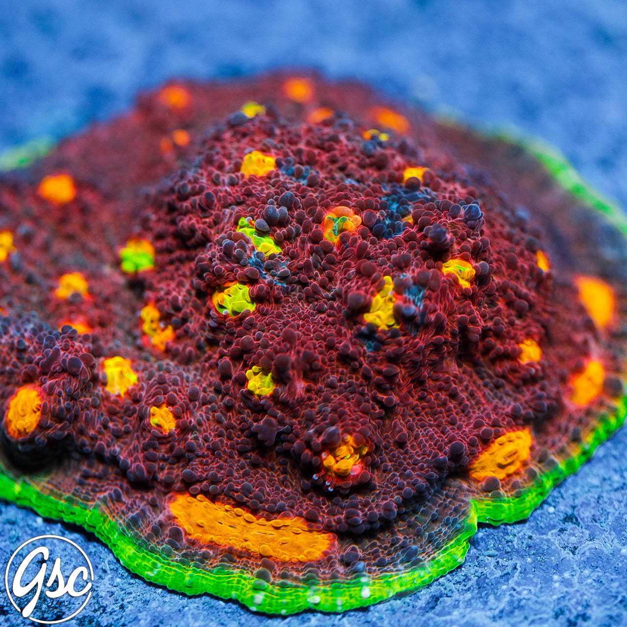 JF My Miami Chalice – Golden State Corals