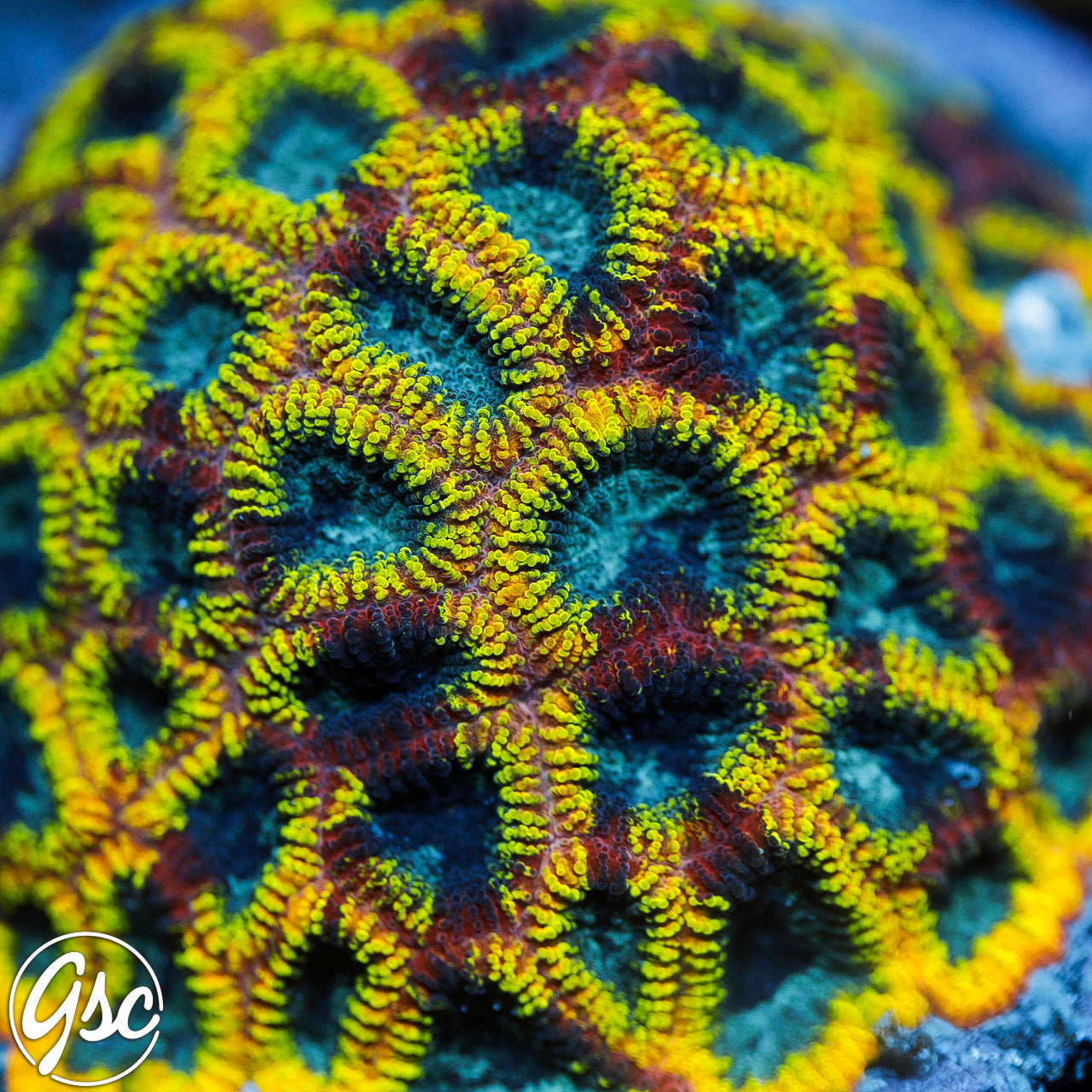 GSC Yellow Submarine Chalice – Golden State Corals