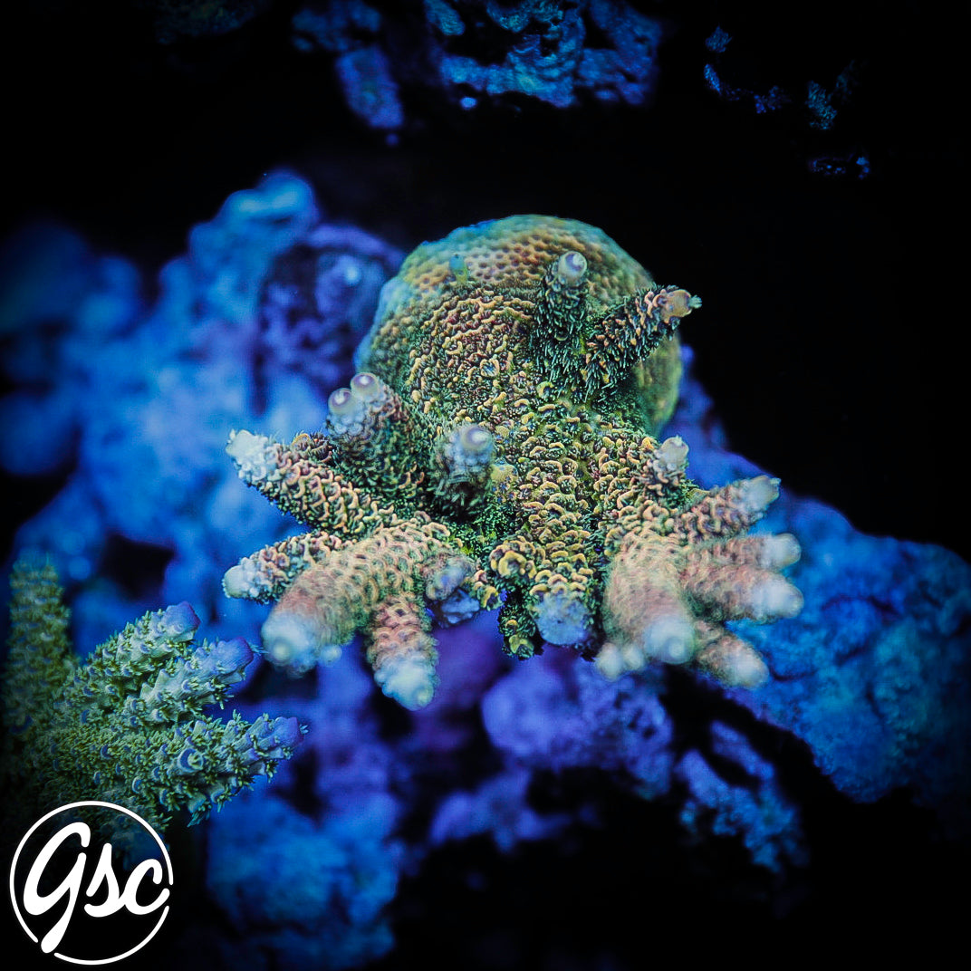 Coral Cellar – Golden State Corals