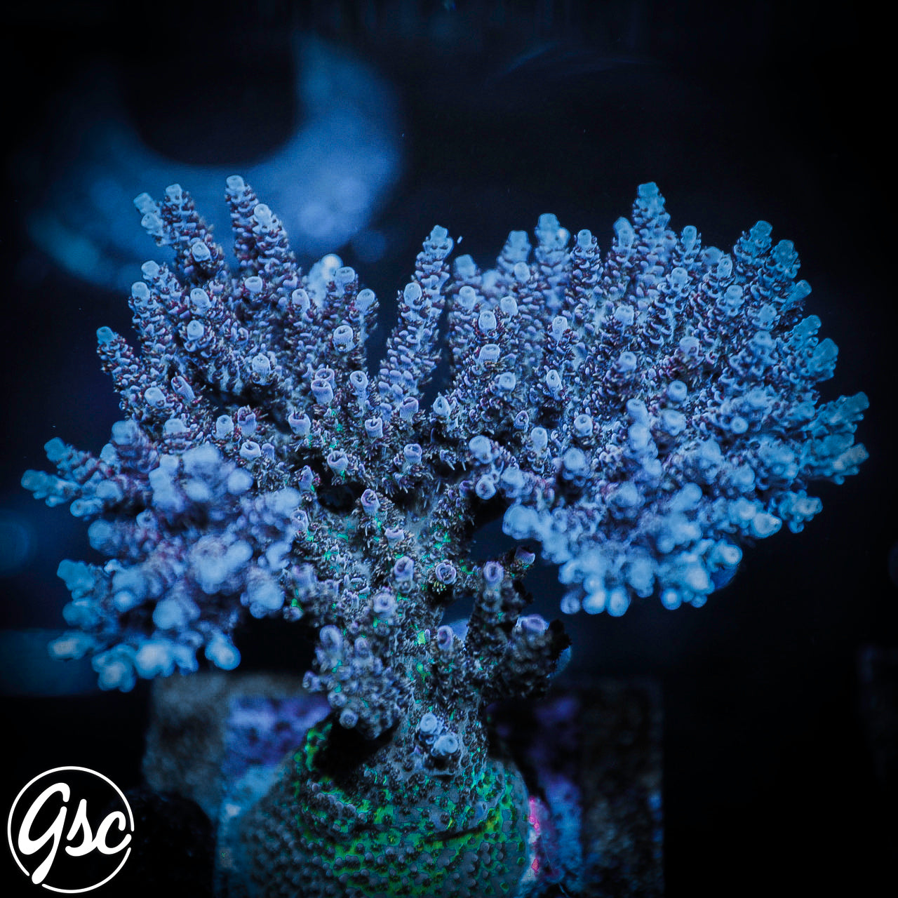 TSA Optimus Prime Acro – Golden State Corals
