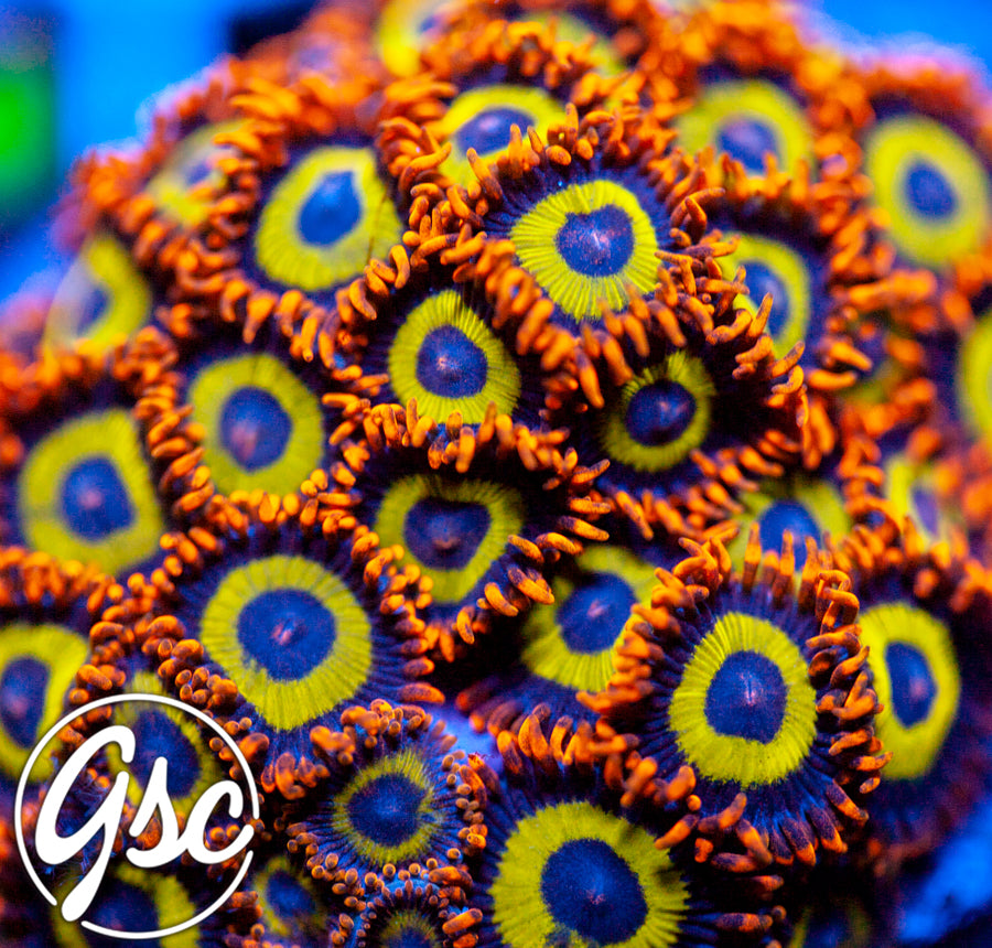 GSC Fruit Loops Zoanthid – Golden State Corals